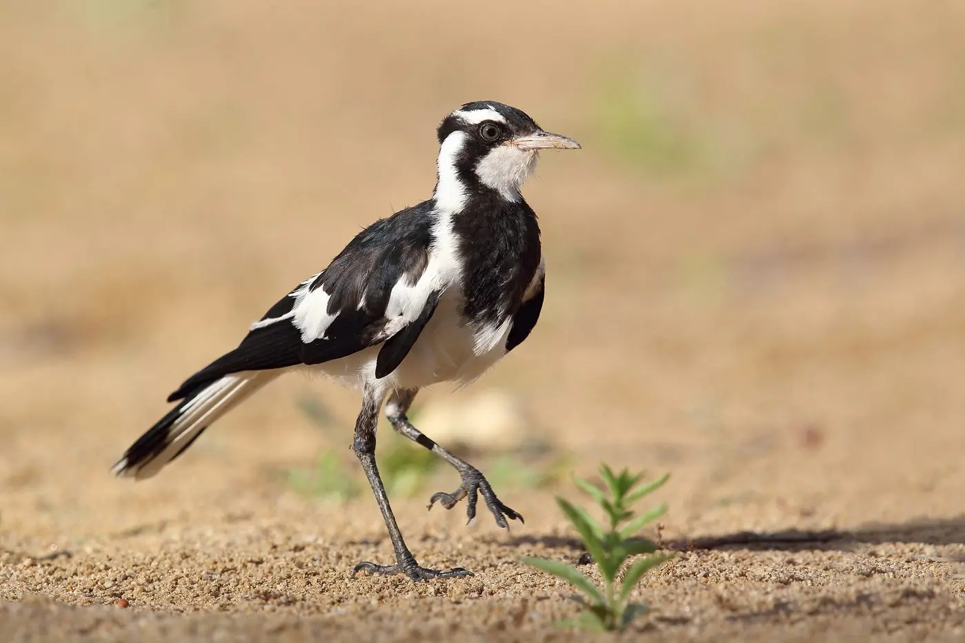 The Magpie-lark is neither
