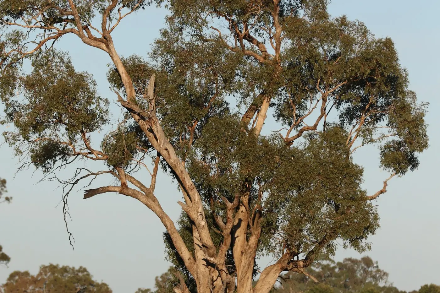 Protect valuable paddock trees when burning stubble
