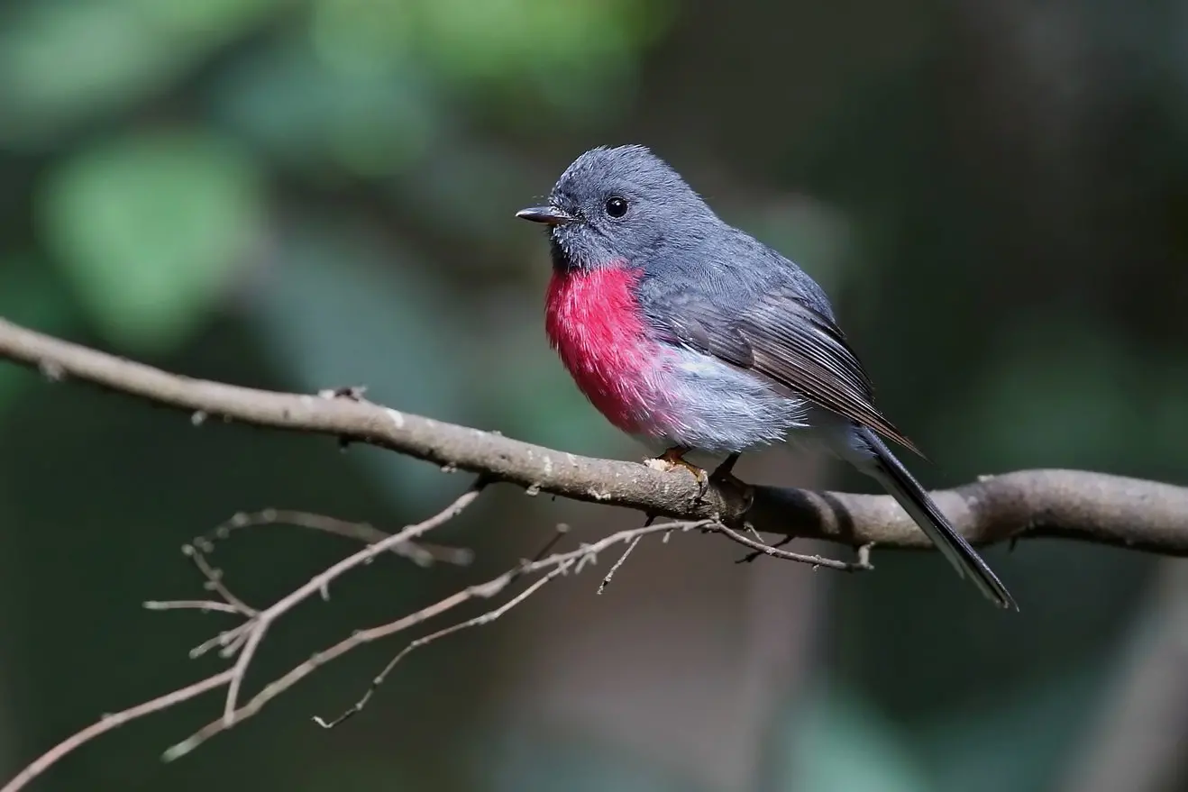 Delightful and delicate – The Rose Robin