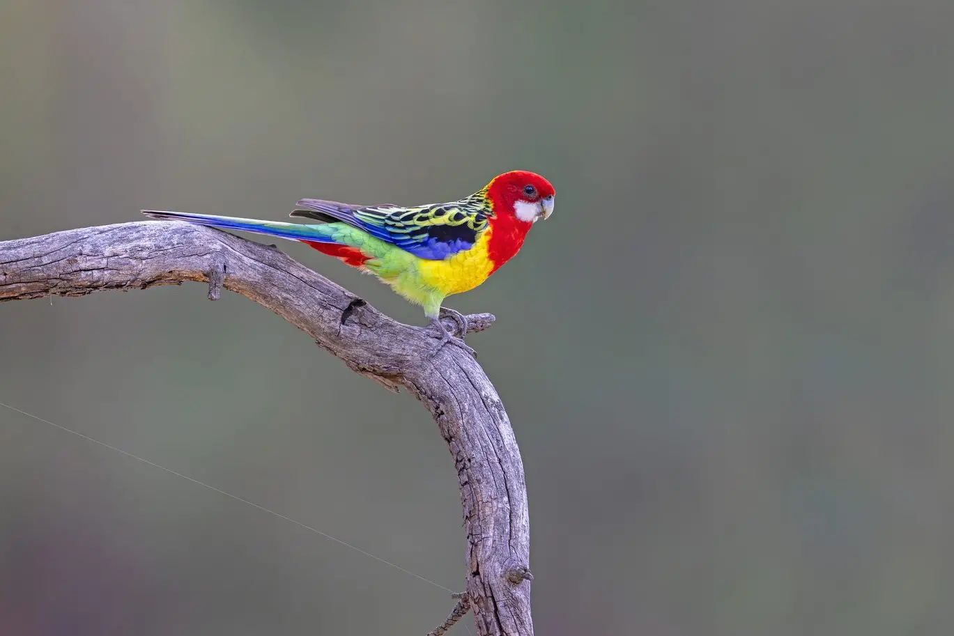 An Aussie favourite – the Eastern Rosella