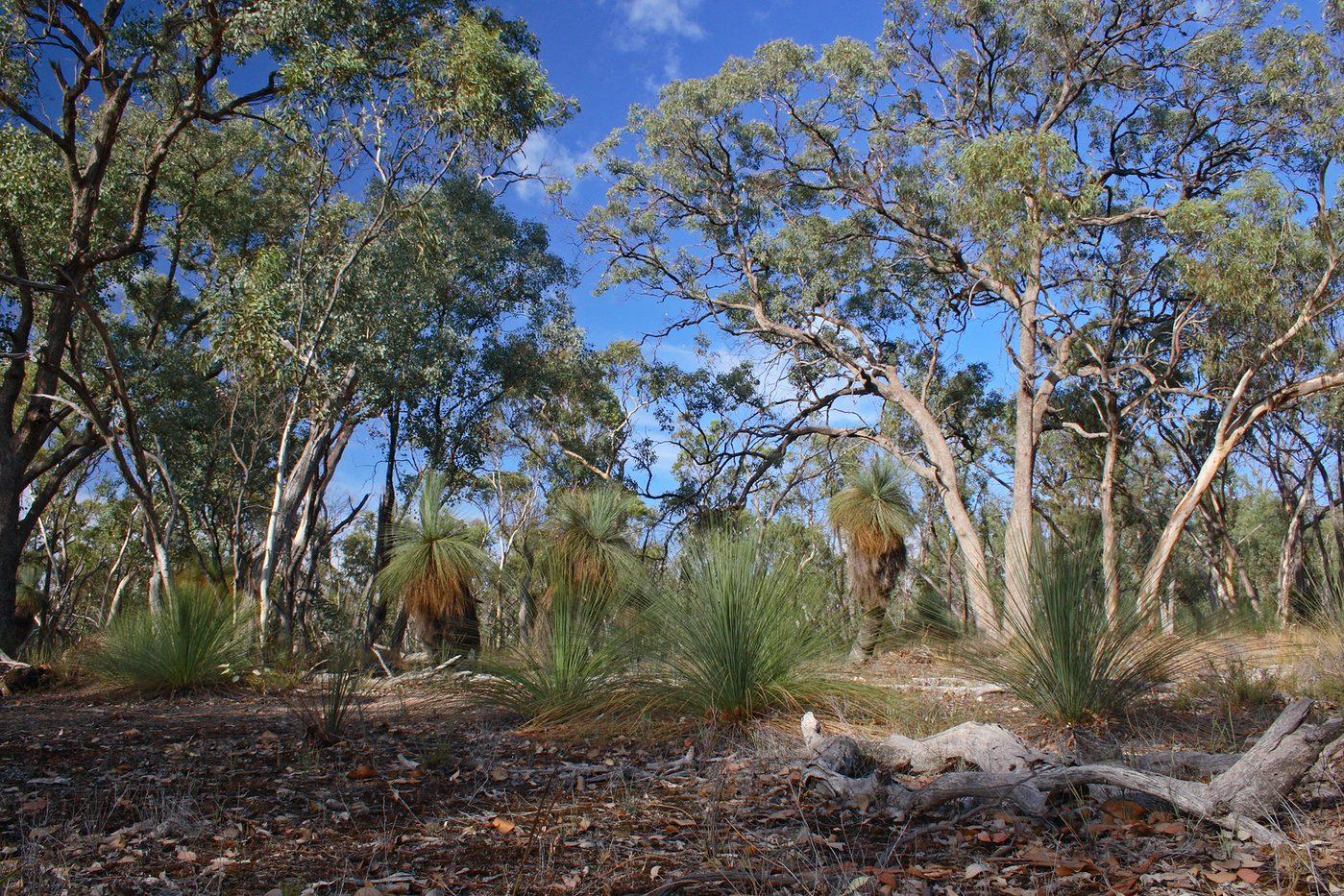 The Grey Grasstree