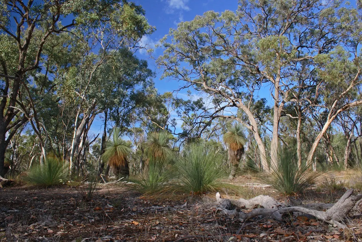 The Grey Grasstree