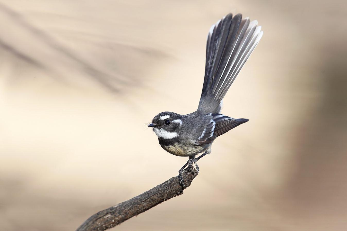 The energetic Grey Fantail