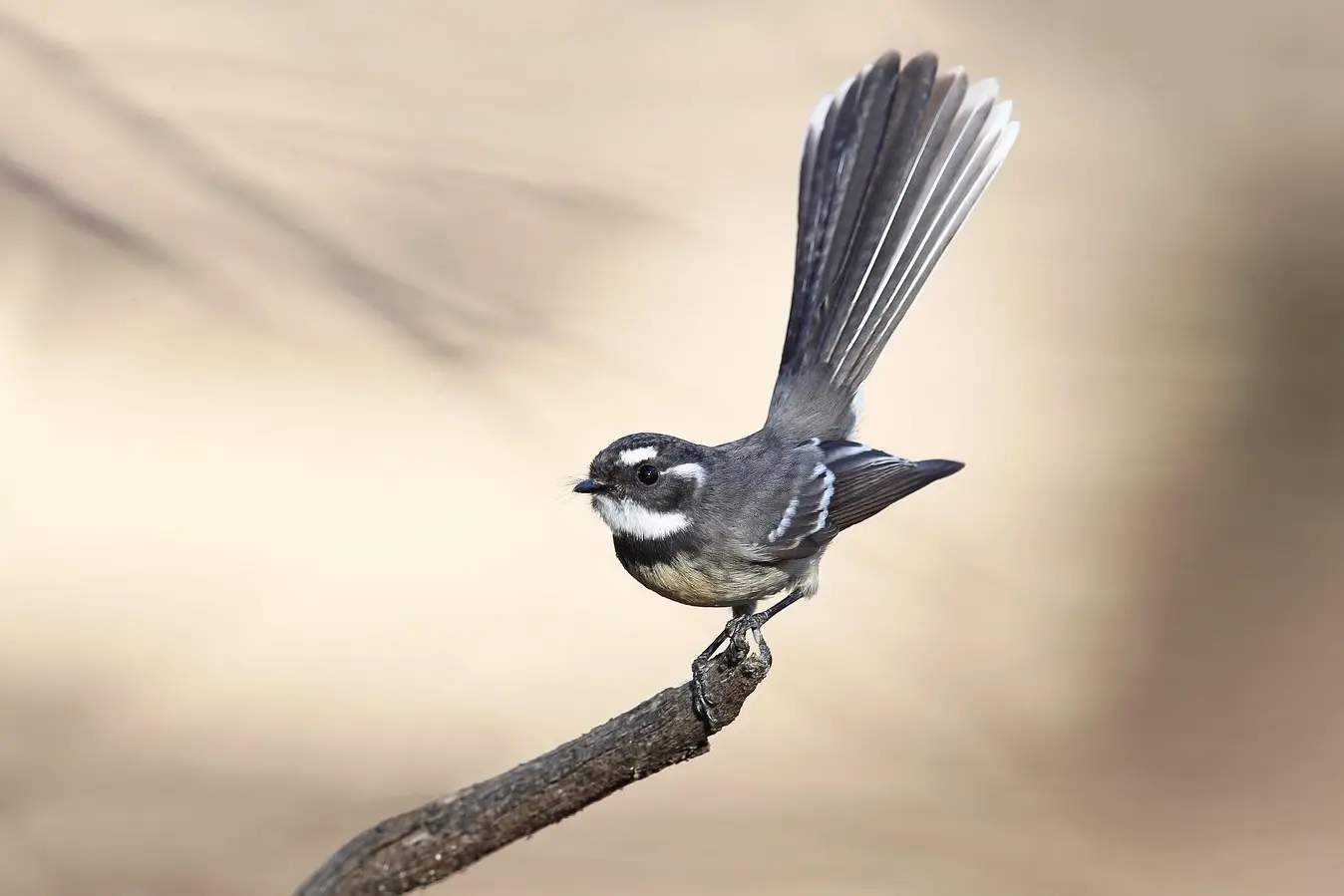 The energetic Grey Fantail