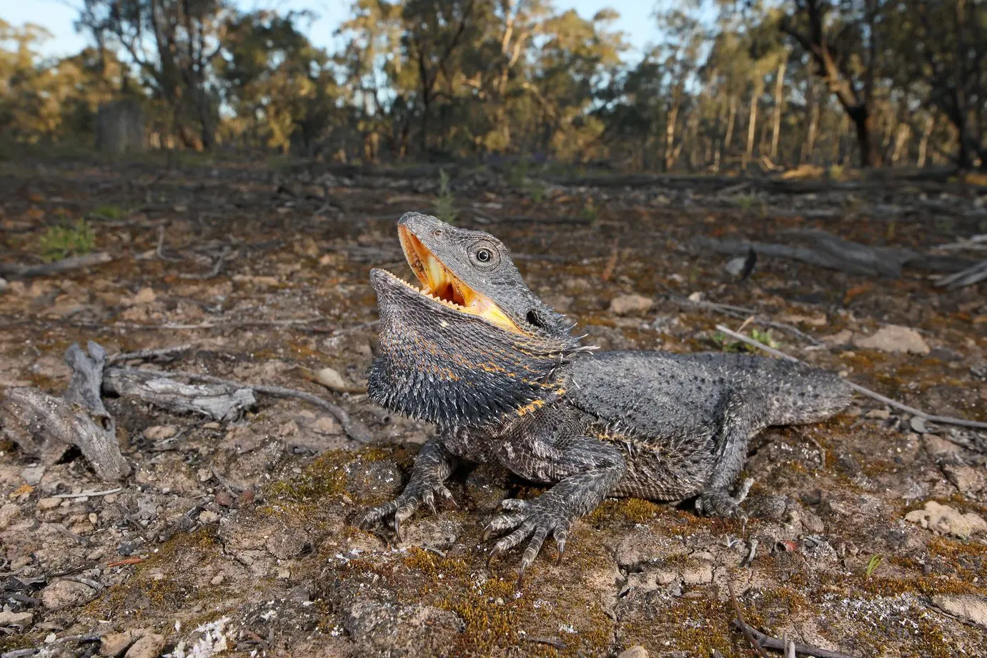 The Eastern Bearded Dragon