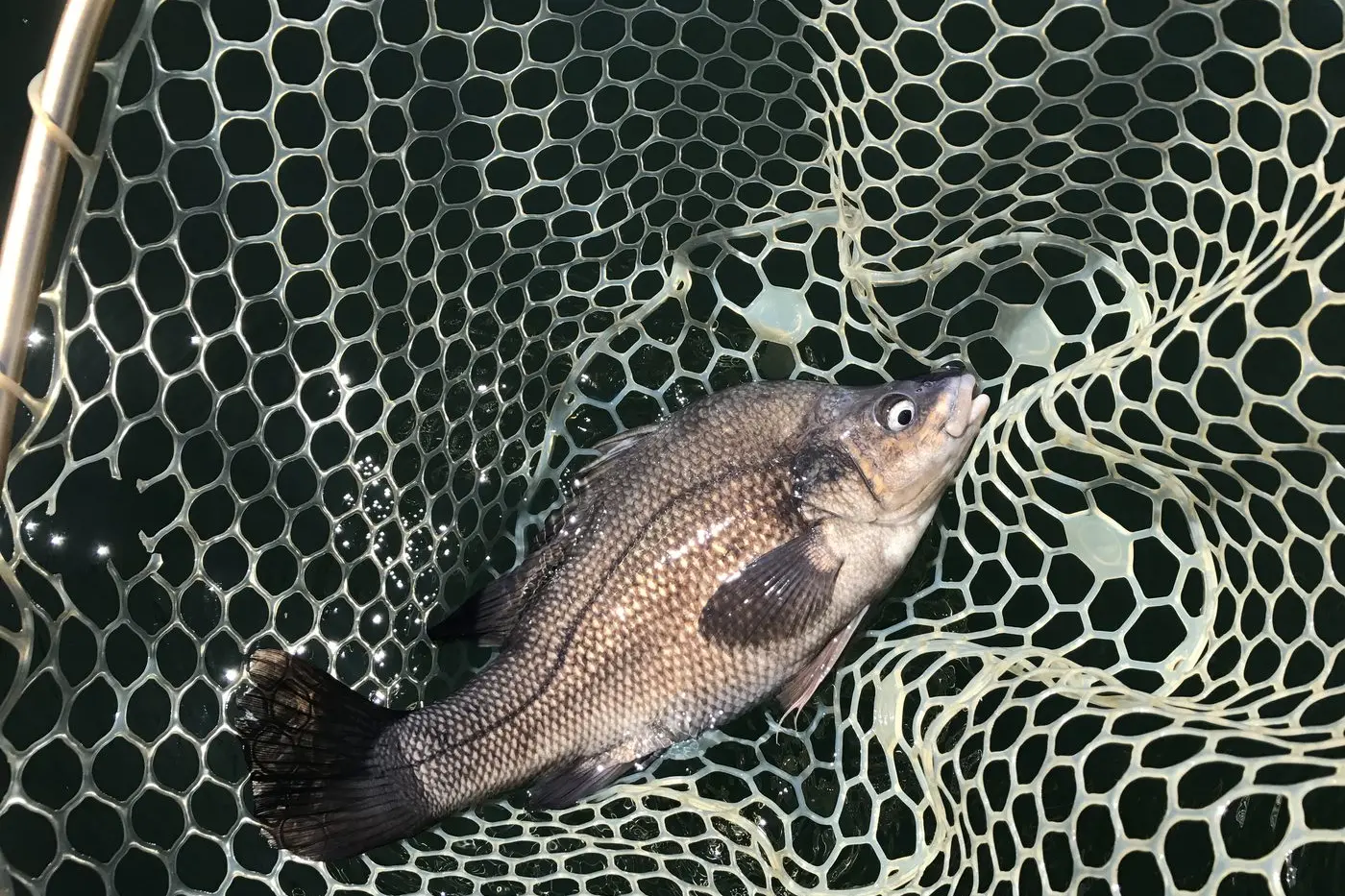 Macquarie Perch given statewide protected status