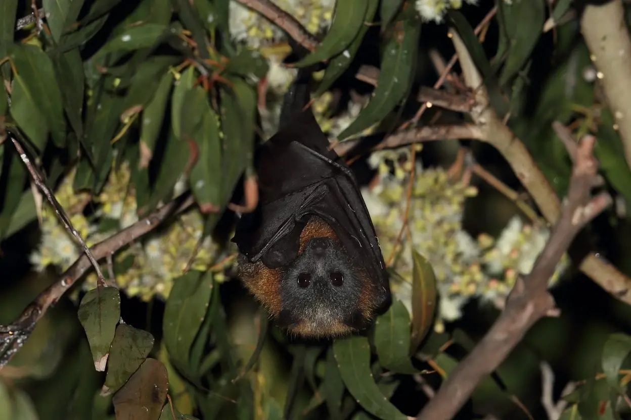 Help map sightings of flying-foxes in district