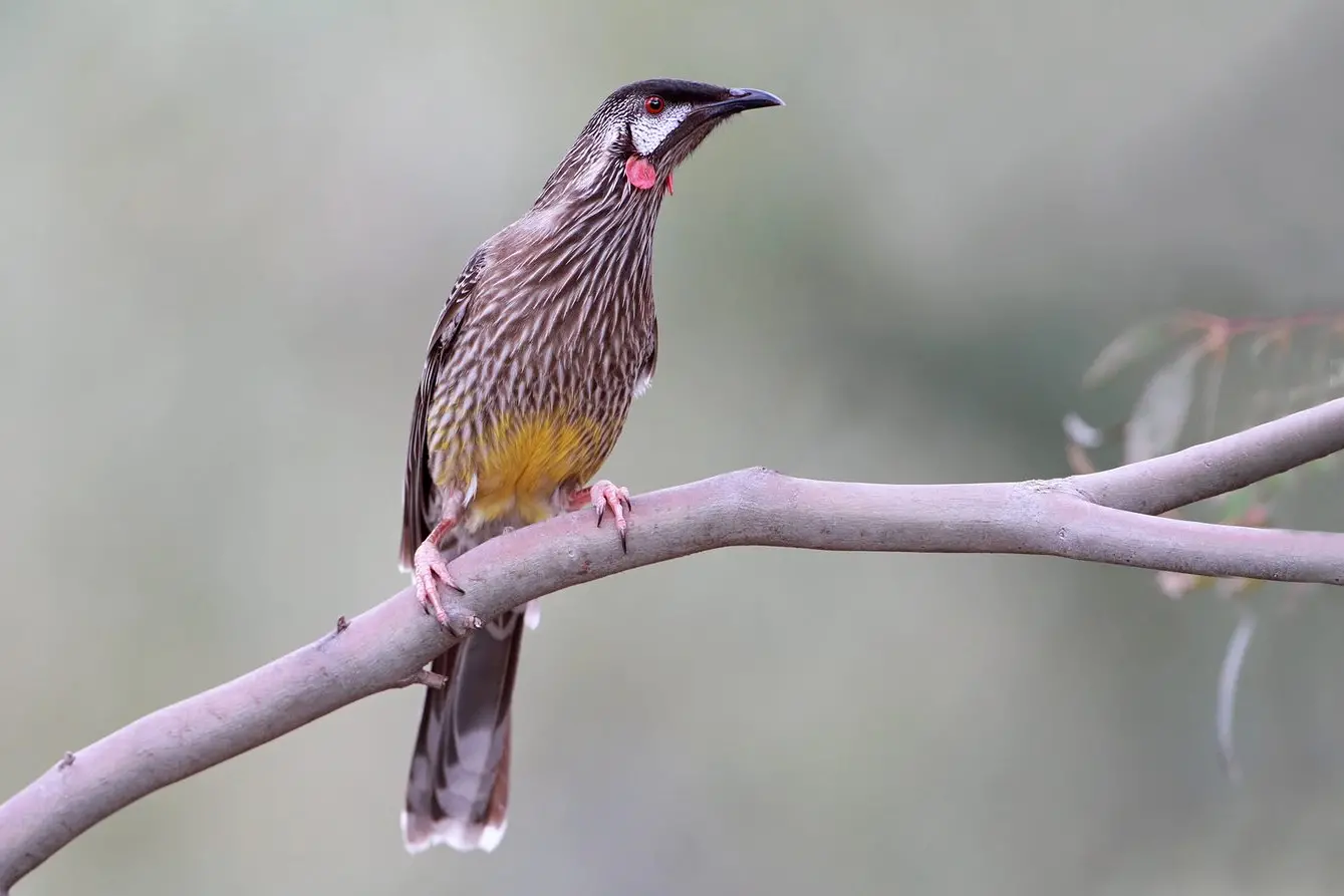 Red Wattlebird