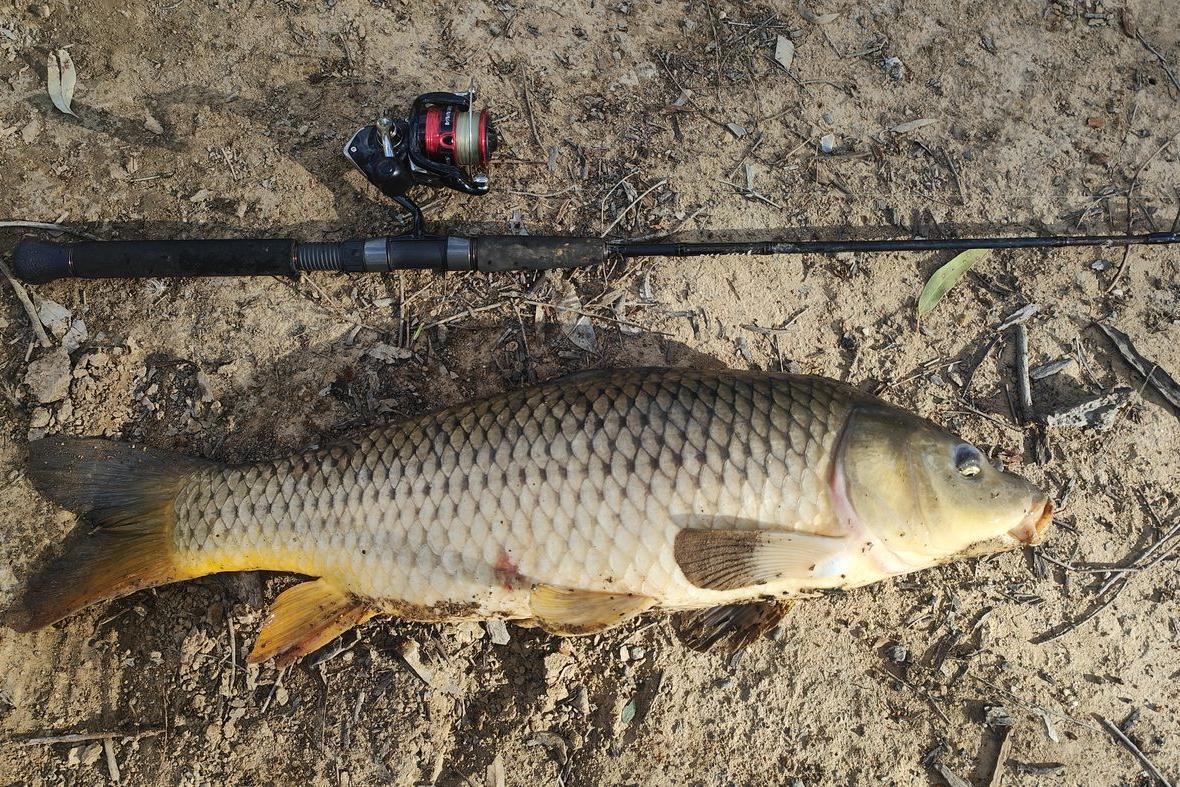 Catch a carp for your chance to win a prize