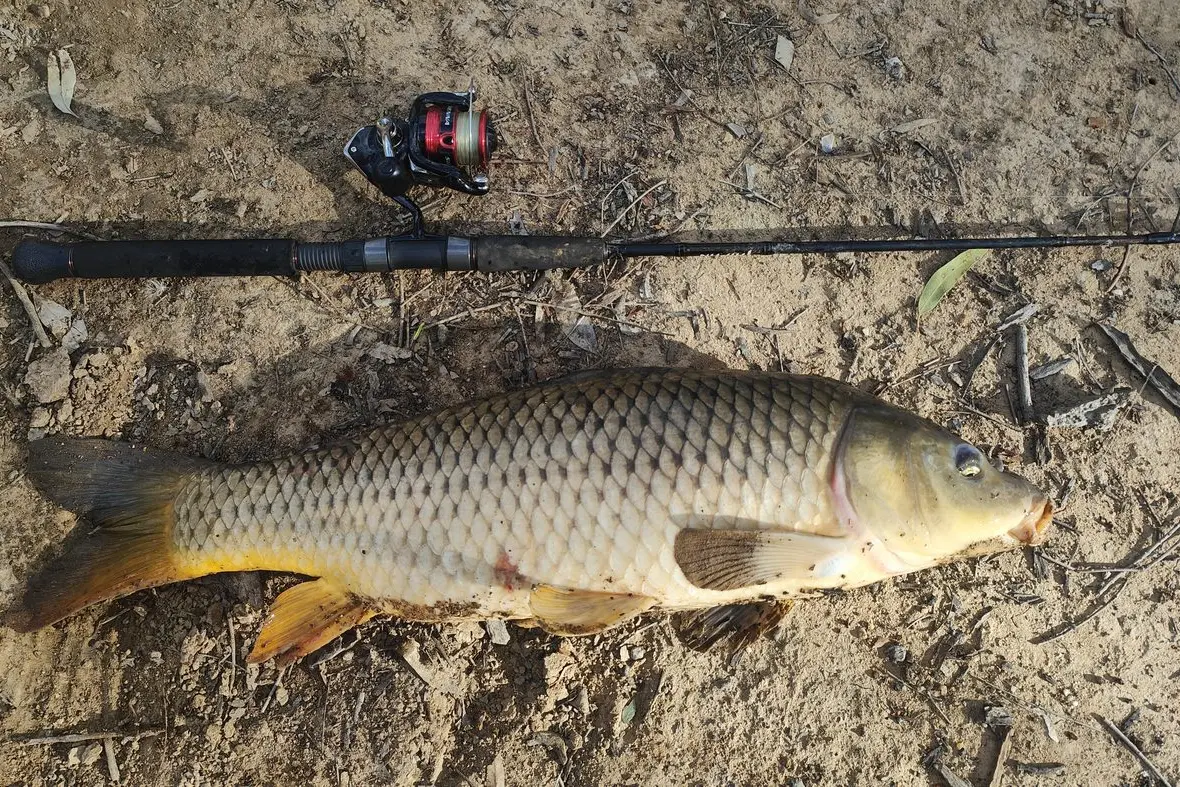 Catch a carp for your chance to win a prize