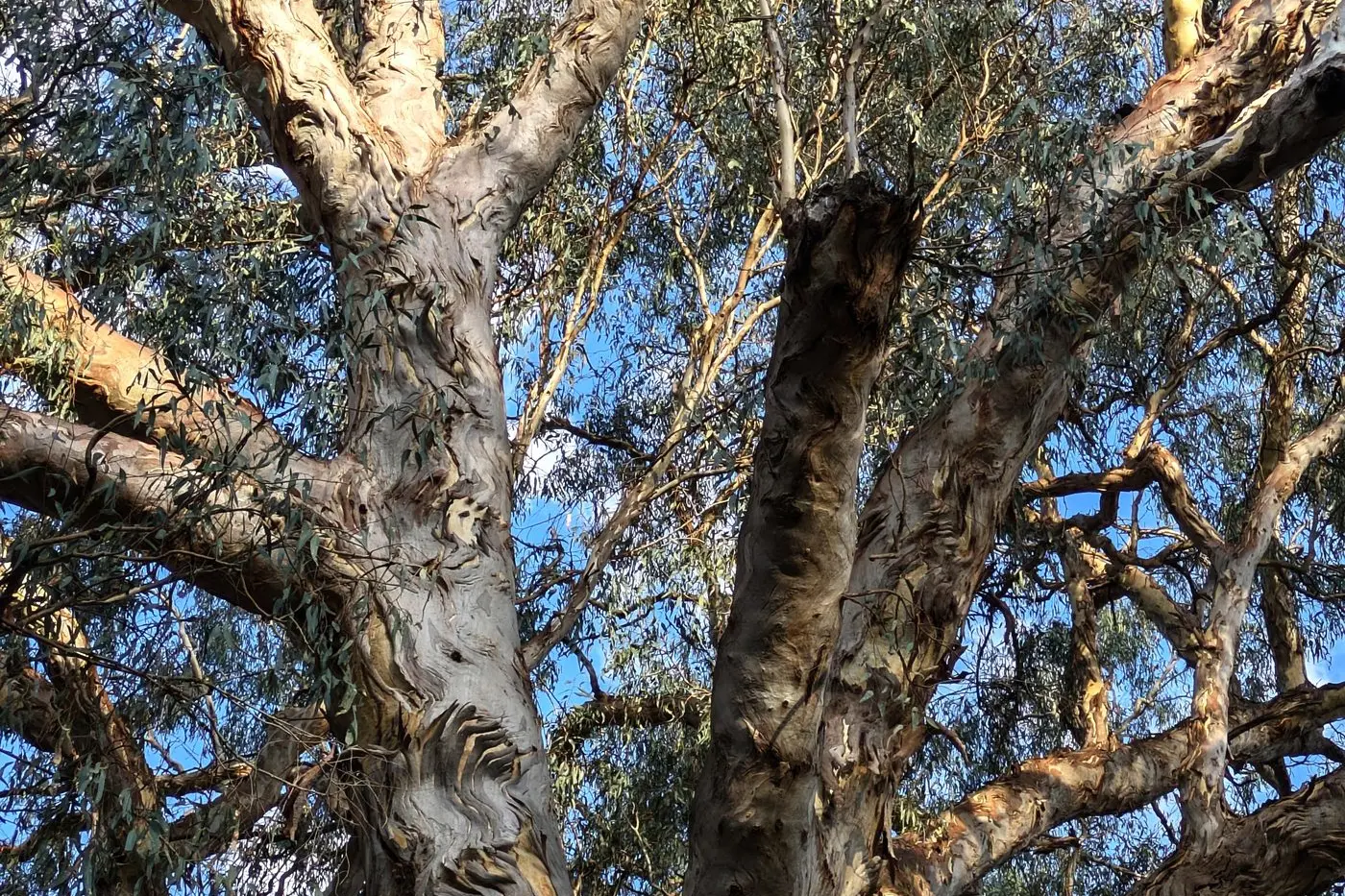 Bark shedding time