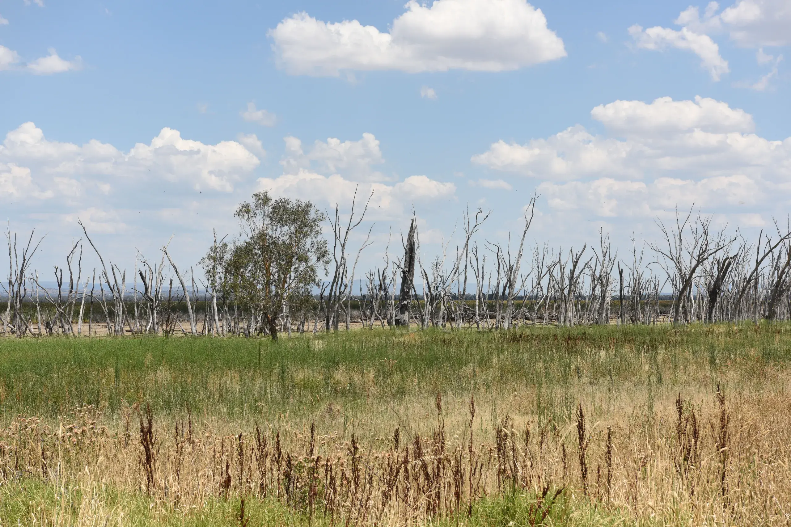 Summer fire risk at Winton Wetlands