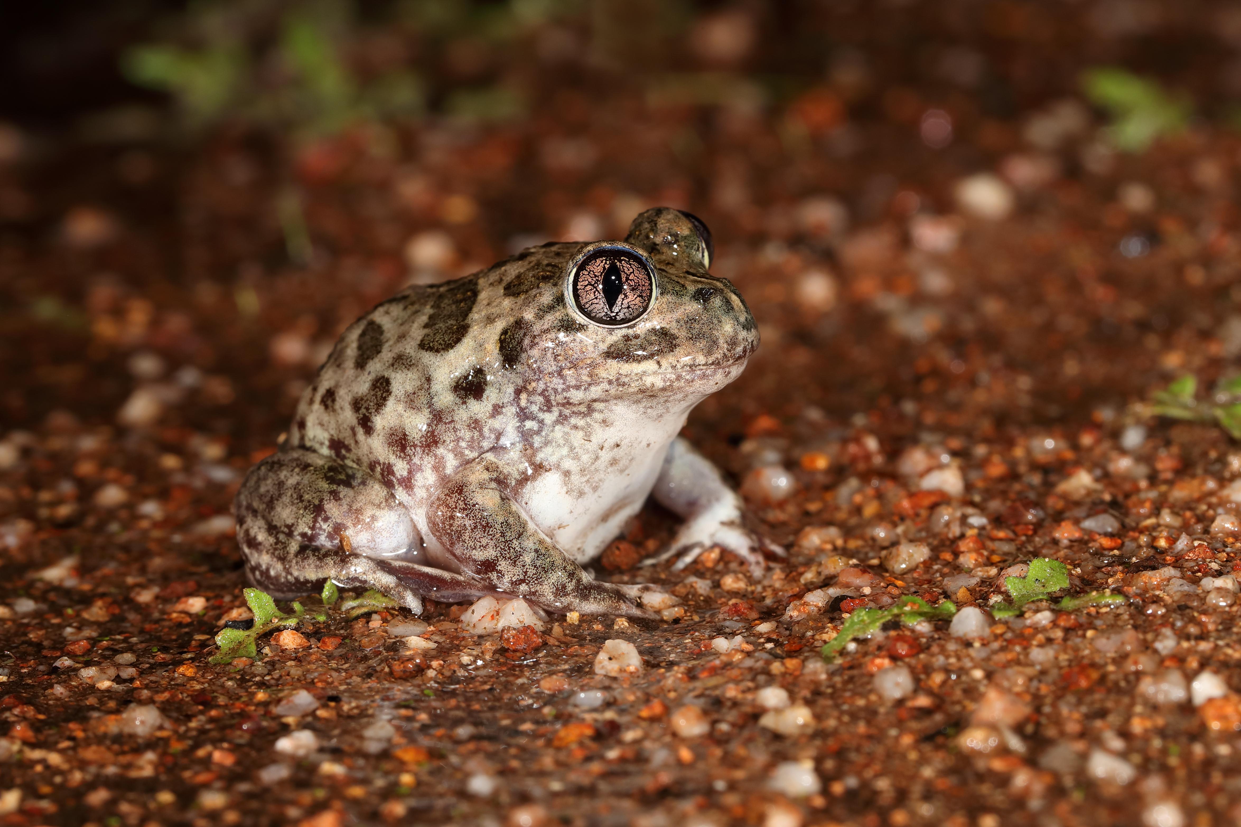 Frogs on the hop…