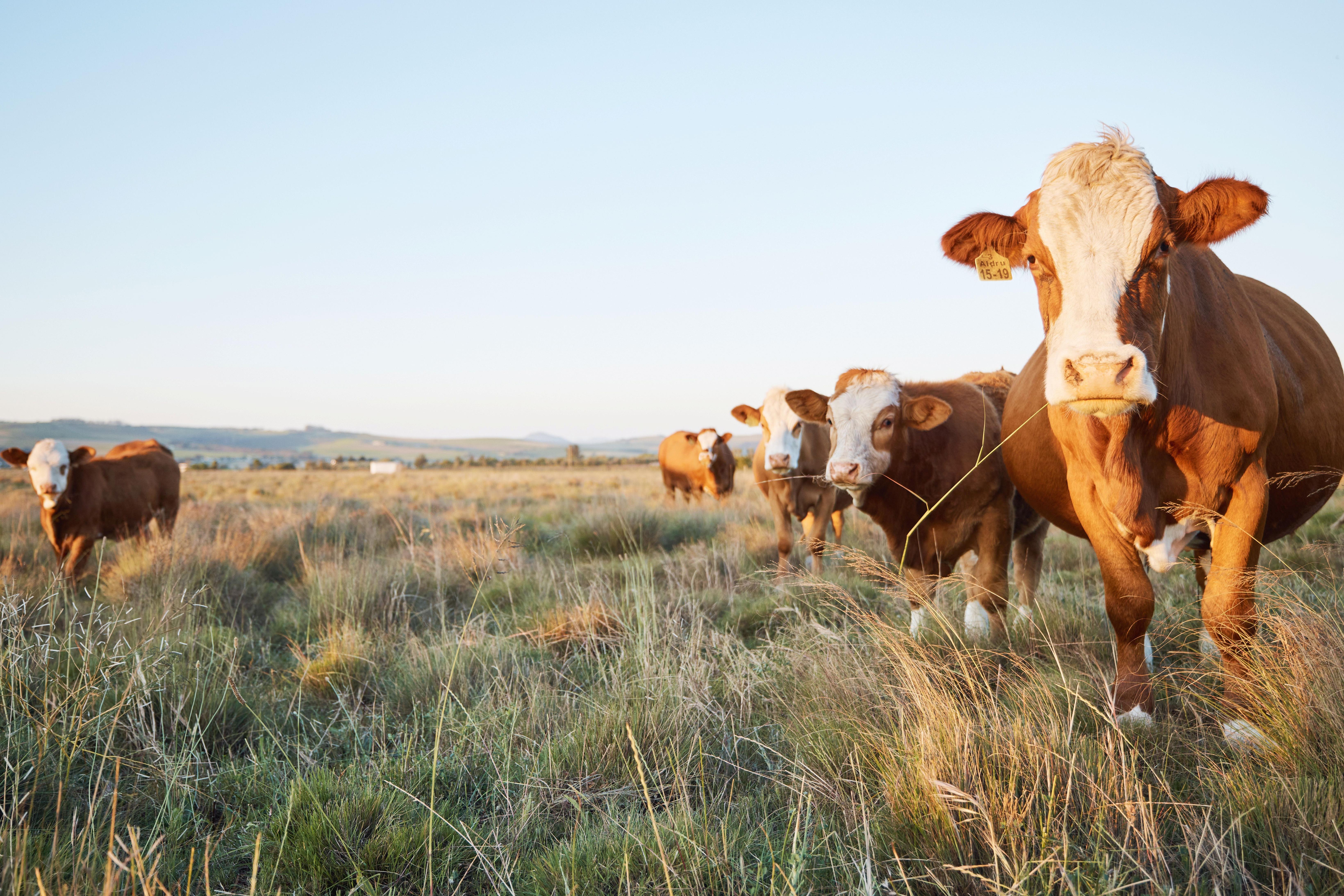 Livestock biosecurity grants available for regional farming communities