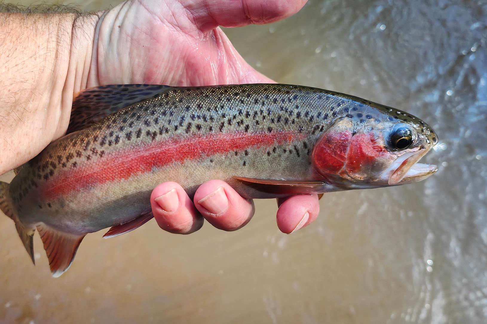 More than 70,000 trout to be stocked in local lakes