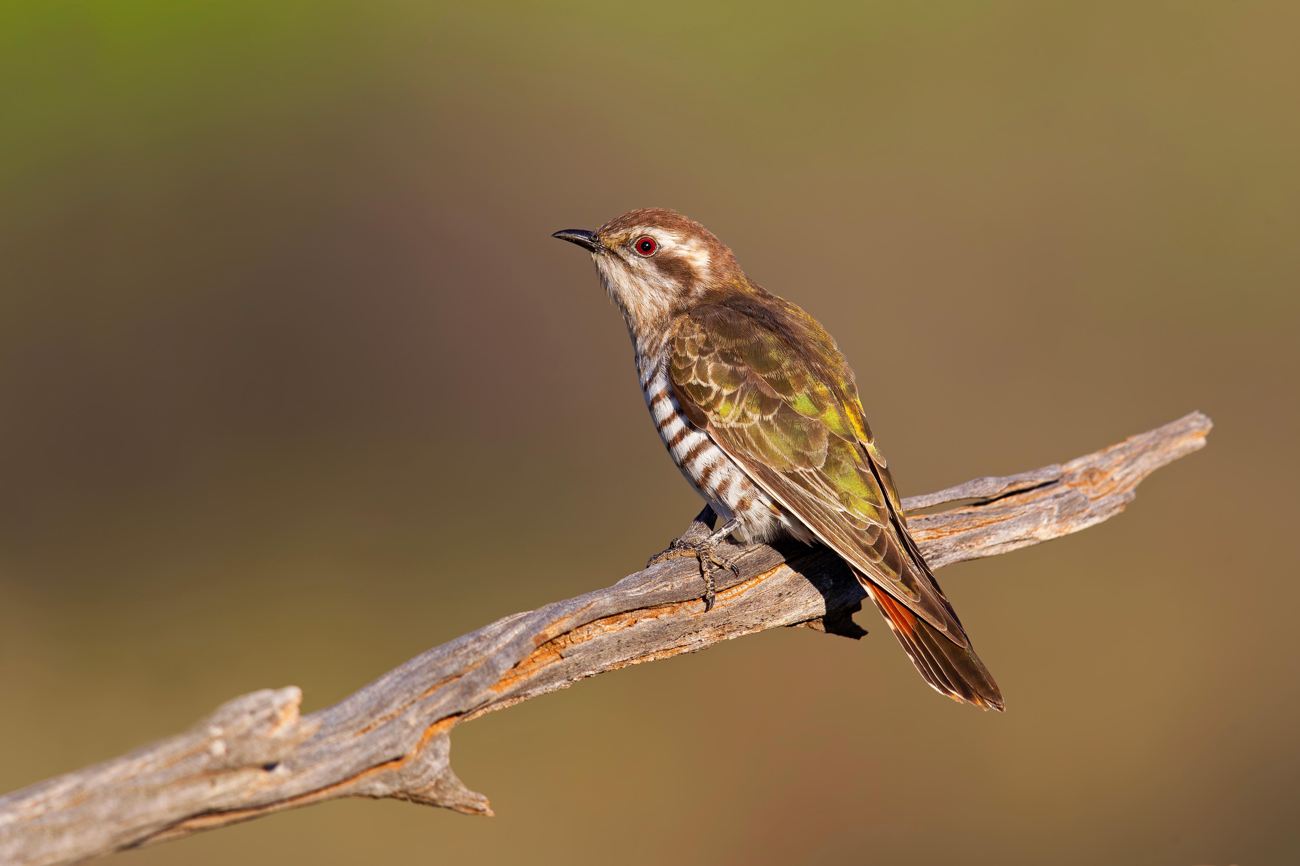 Horsfield’s Bronze-cuckoos – secretive birds with beautiful coats